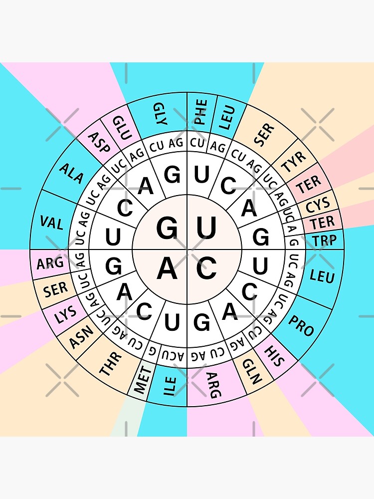 Codon Chart Genetic Code Poster For Sale By MayumiArt Redbubble