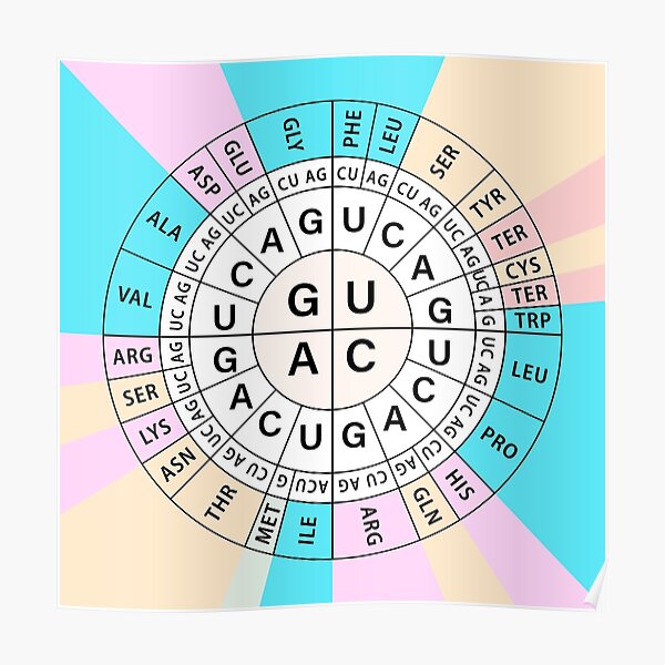 Póster «Tabla de codones - Código genético» de MayumiArt | Redbubble