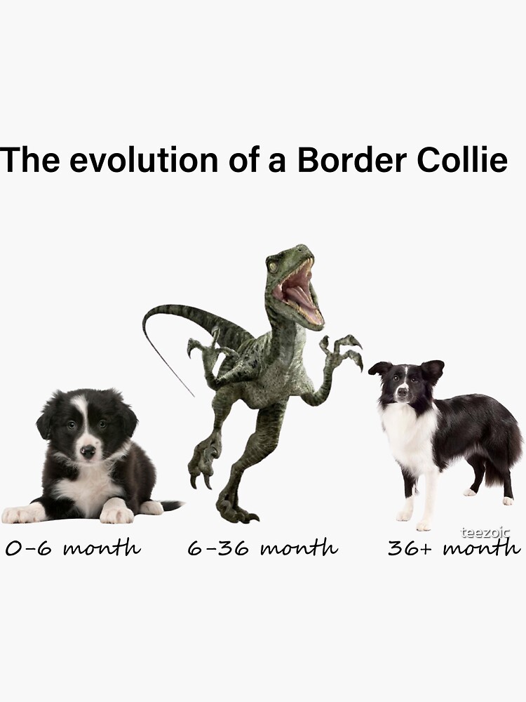 "The Evolution Of A Border Collie" Sticker for Sale by teezoic | Redbubble