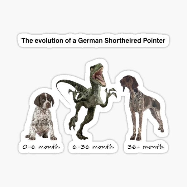 "The Evolution Of A German Shorthaired Pointer" Sticker for Sale by ...