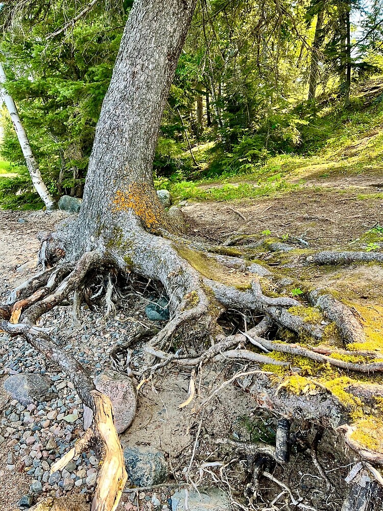 "Tree Roots (Prince Albert National Park) III" Art Print for Sale by ...
