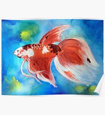 Betta Fish: Posters | Redbubble