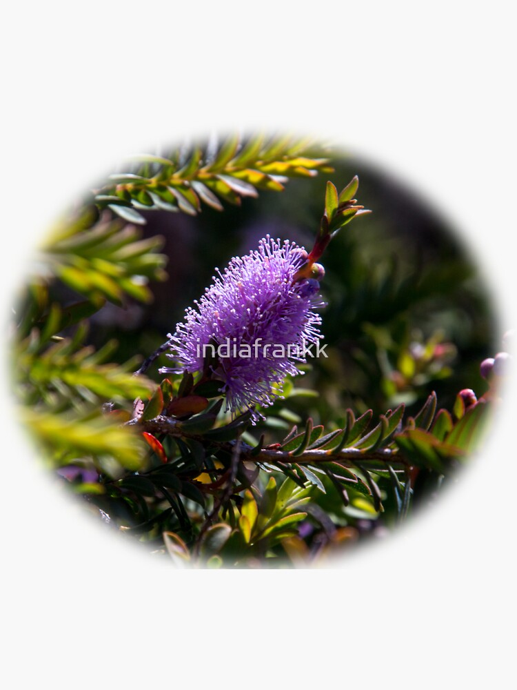 "Callistemon on the Heysen Trail" Sticker for Sale by indiafrankk ...