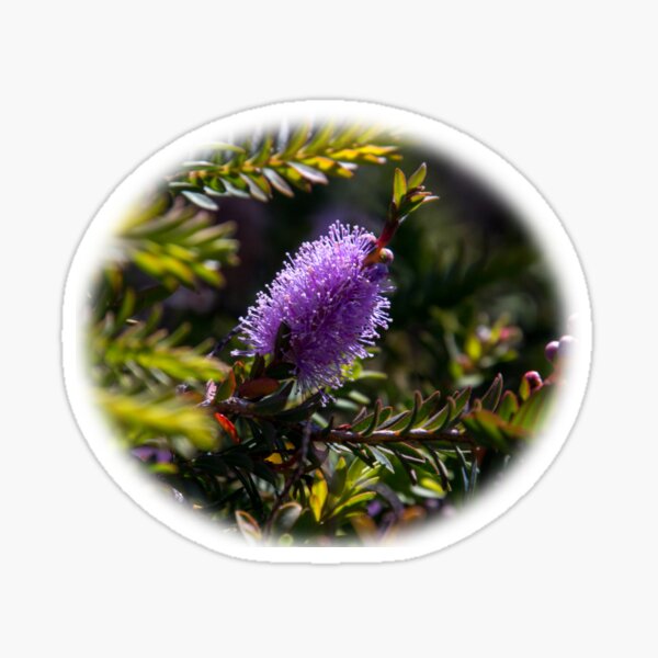 "Callistemon on the Heysen Trail" Sticker for Sale by indiafrankk ...