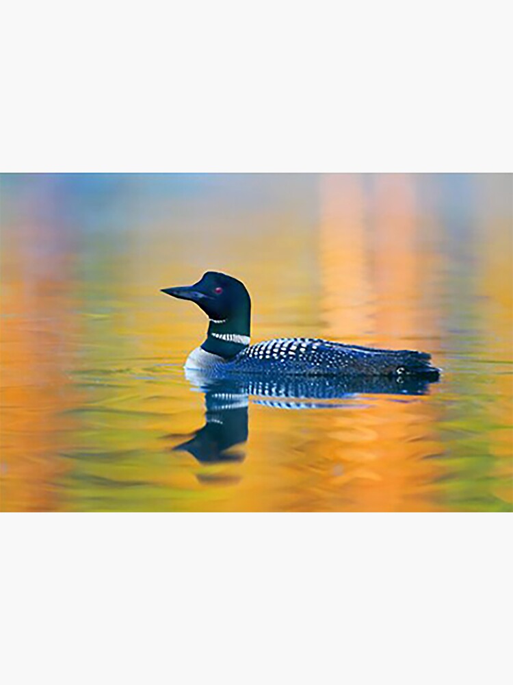 "Common Loon " Sticker for Sale by LukeNolan668 | Redbubble