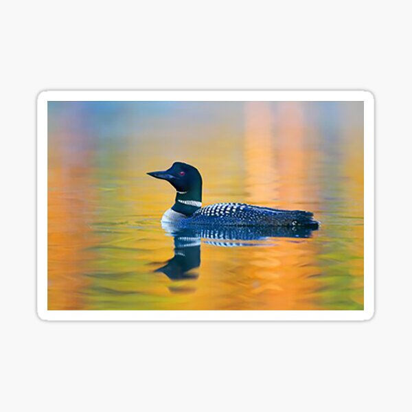 "Common Loon " Sticker for Sale by LukeNolan668 | Redbubble