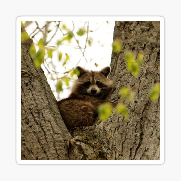 "Happy in her hideout" Sticker for Sale by locustgirl | Redbubble