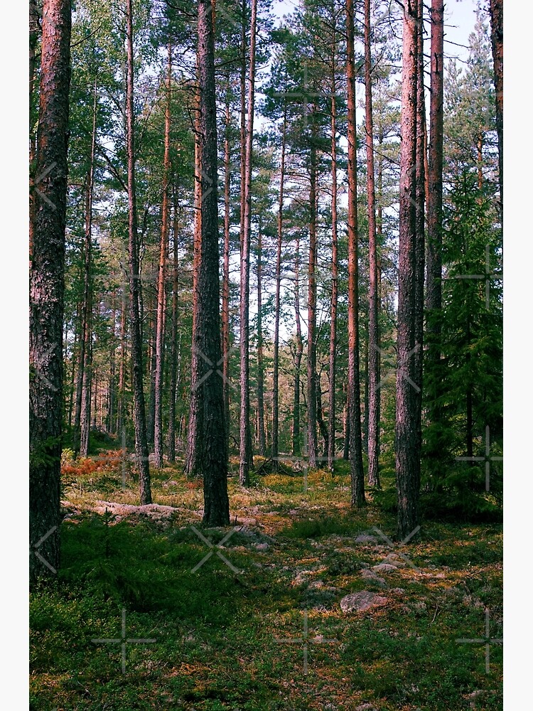"Pine tree forest" Poster for Sale by riku05830 | Redbubble