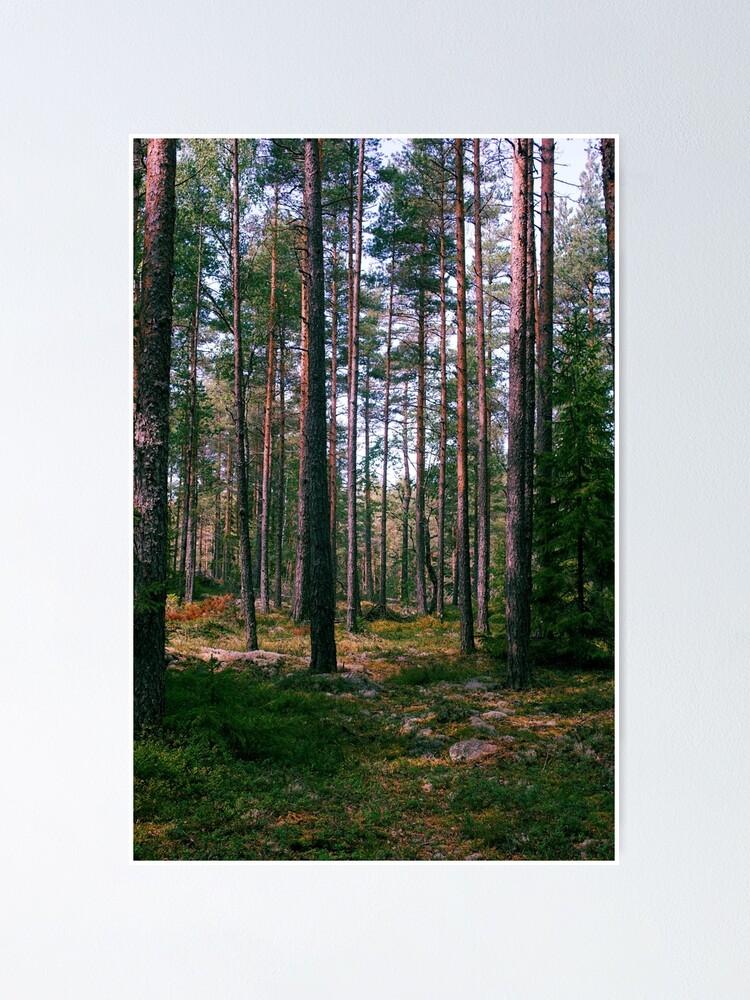 "Pine tree forest" Poster for Sale by riku05830 | Redbubble