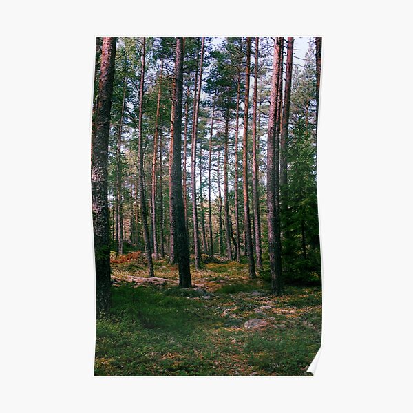 "Pine tree forest" Poster for Sale by riku05830 | Redbubble