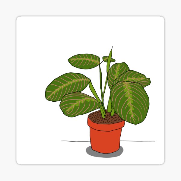 "Prayer Plant" Sticker for Sale by mtatatat | Redbubble