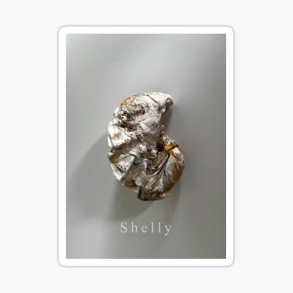 "Oyster Shell: Shelly" Sticker for Sale by john76 | Redbubble