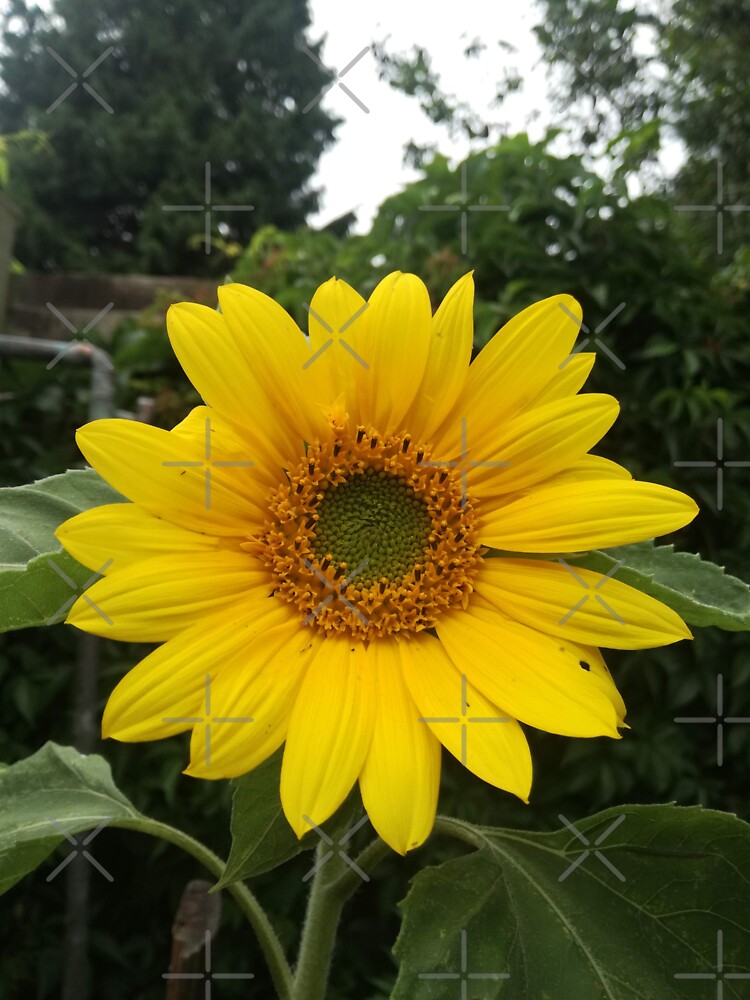 "Sunflower 1" Sticker for Sale by Pontom46 | Redbubble