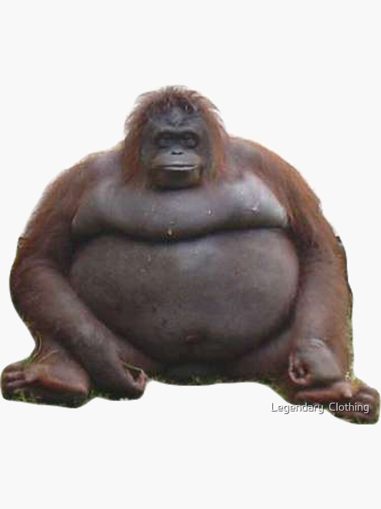 "Fat Orangutan Big Sticker" Sticker for Sale by LegendsofBoxing | Redbubble