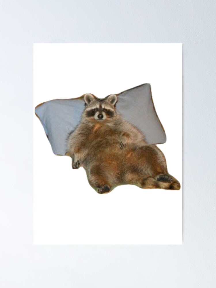 "Fat Raccoon Meme Chilling" Poster for Sale by LegendsofBoxing | Redbubble