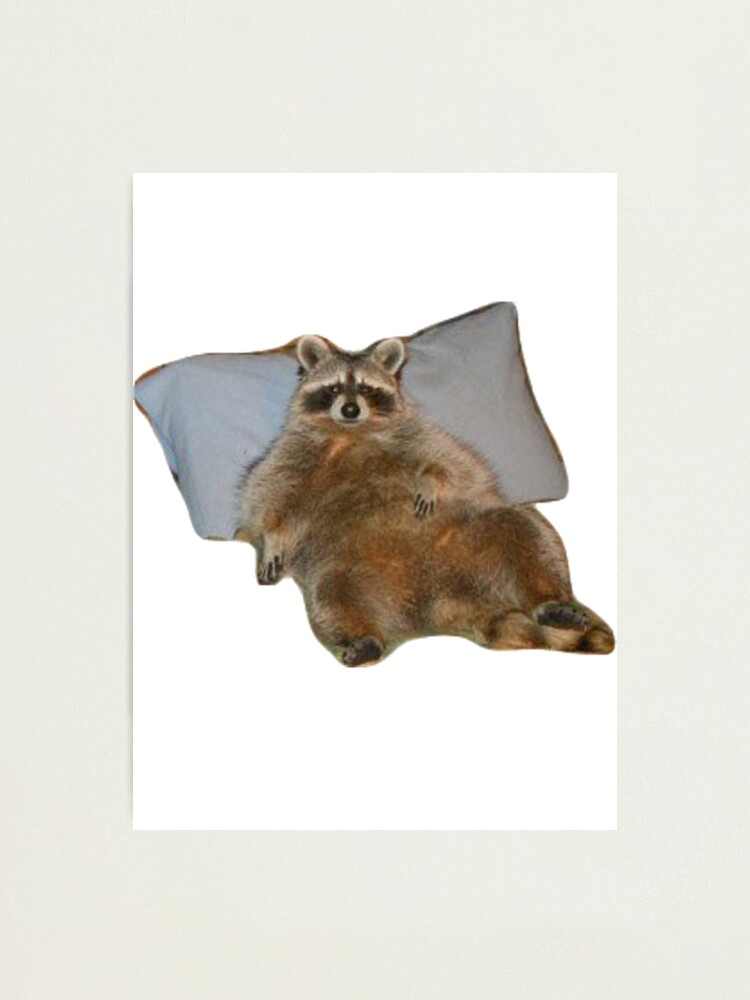 Lámina fotográfica «Mapache gordo meme escalofriante» de ...