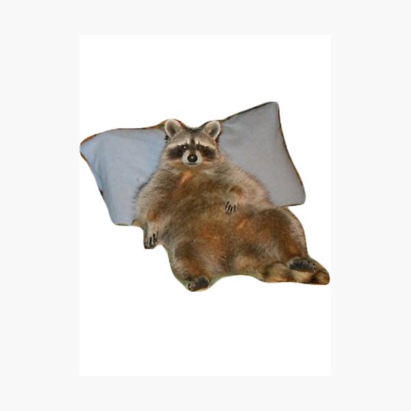 Lámina fotográfica «Mapache gordo meme escalofriante» de ...