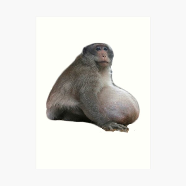 "Uncle Fatty Monkey Meme Big Sticker" Art Print for Sale by ...