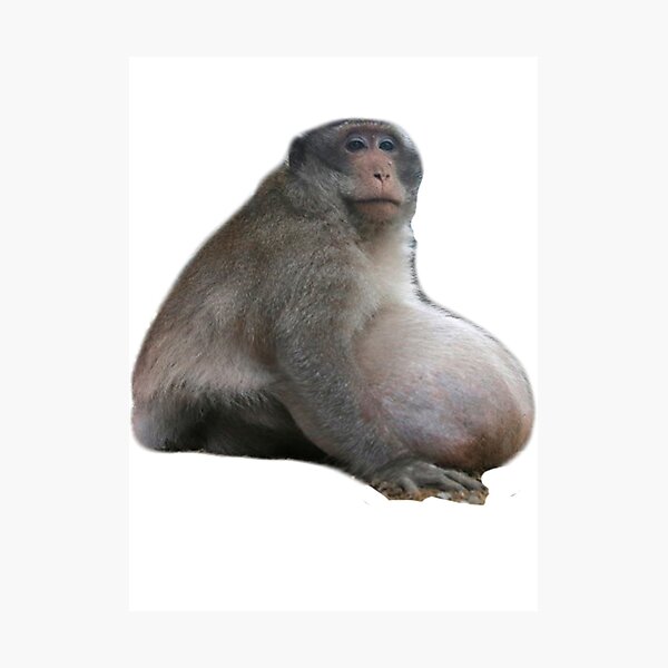 "Uncle Fatty Monkey Meme Big Sticker" Photographic Print for Sale by ...