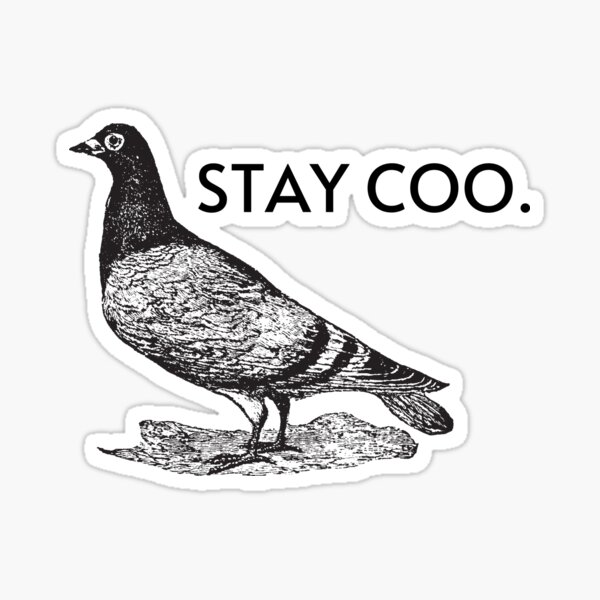 "Stay Coo Cute Bird Meme Saying" Sticker for Sale by Mechalov | Redbubble