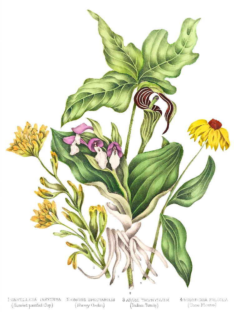 "Canadian Wild Flowers" Sticker for Sale by Snapdragonlady | Redbubble