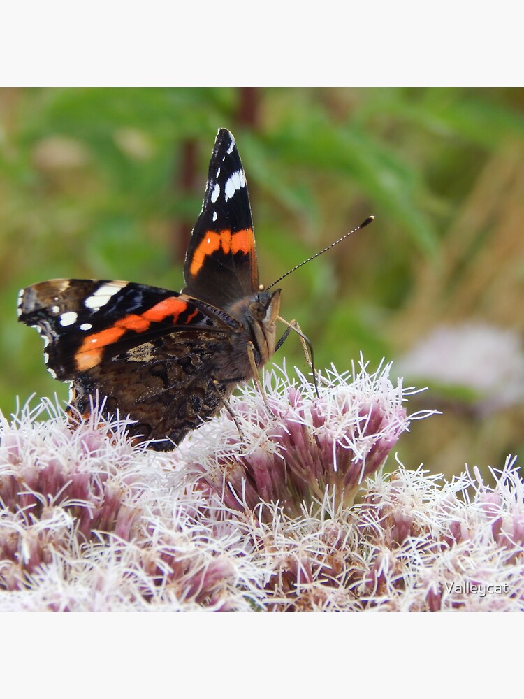 "Red Admiral Butterfly" Sticker for Sale by Valleycat | Redbubble