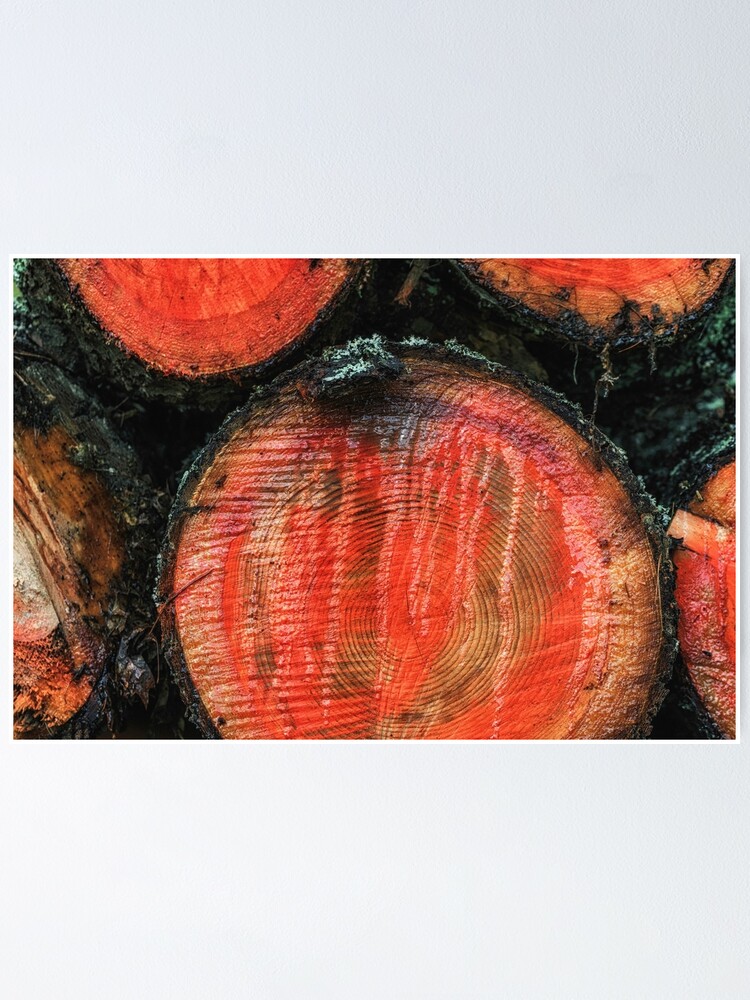"Wood Stain" Poster for Sale by butterbean57 | Redbubble