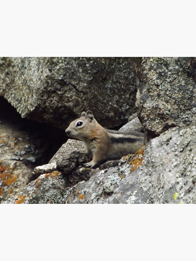 Lámina fotográfica «Chipmunk, Durango, Colorado» de lenspiro | Redbubble