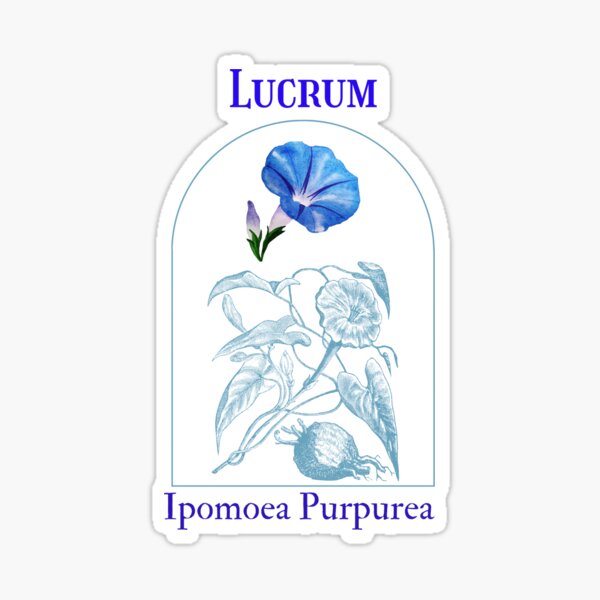 "Lucrum - Advantage symbol plant Ipomea Purpurea, blue morning glory ...