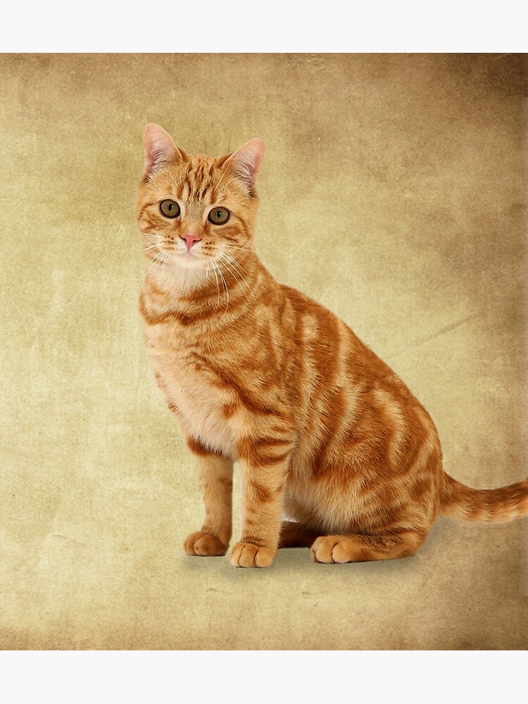 "Vintage Cats Ginger Cat Look Back Look Ahead Beside You" Sticker for ...