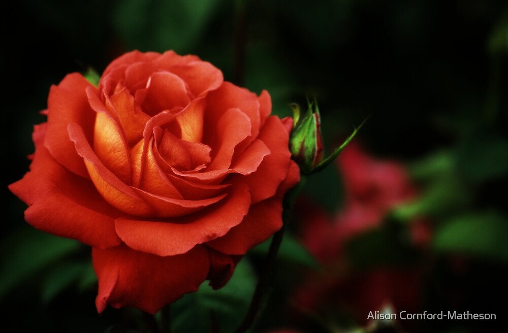 "Spanish Rose" by Alison Cornford-Matheson | Redbubble