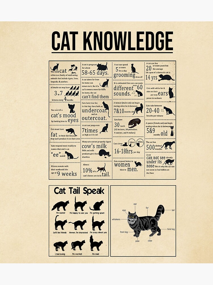 "Cat Knowledge Ways To Pet Your Cat Cat Tail Speak Why I Love Cats ...
