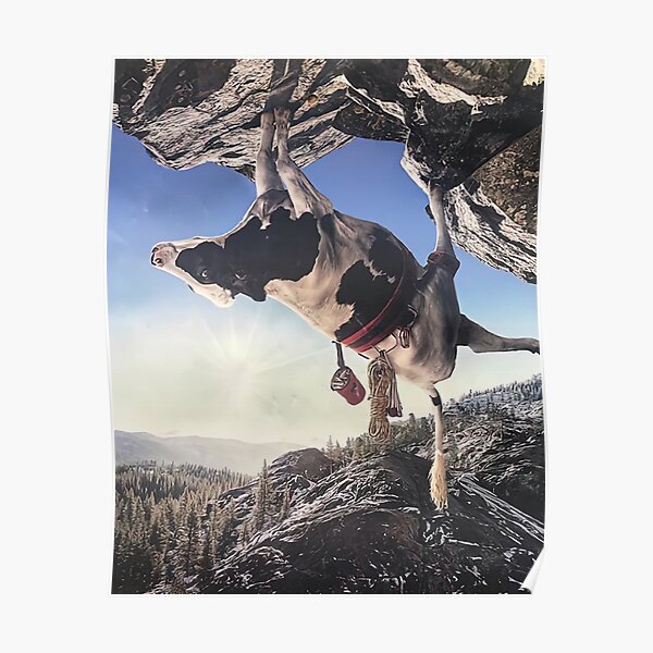 "Cow Climbing LOL" Poster for Sale by jacobalice | Redbubble