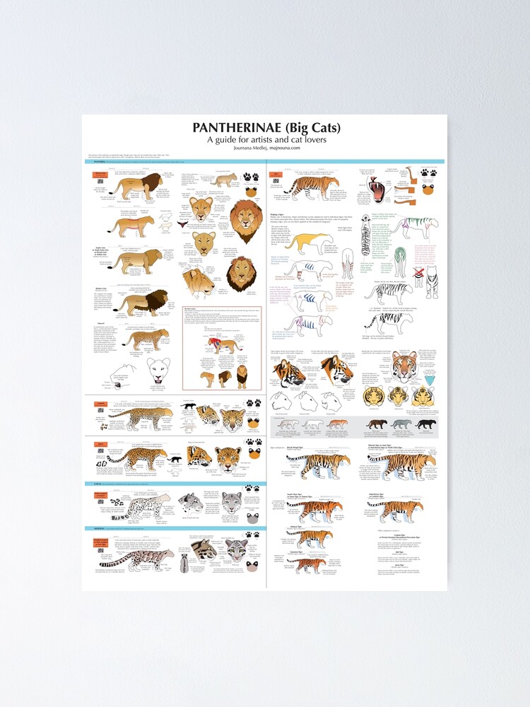 "Pantherinae (big cats) chart for artists" Poster for Sale by Joumana ...