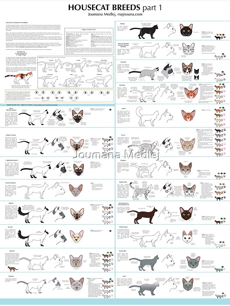 "Housecat Breeds part 1" Poster for Sale by Cedarseed | Redbubble