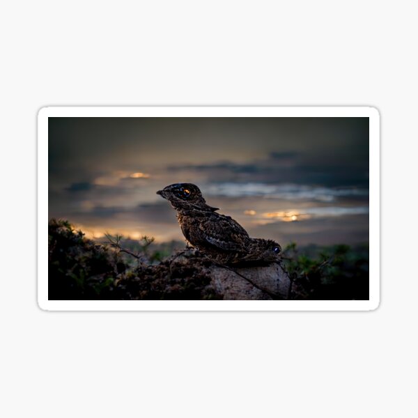 "Great-eared Nightjar" Sticker for Sale by Jacob-Montanez | Redbubble