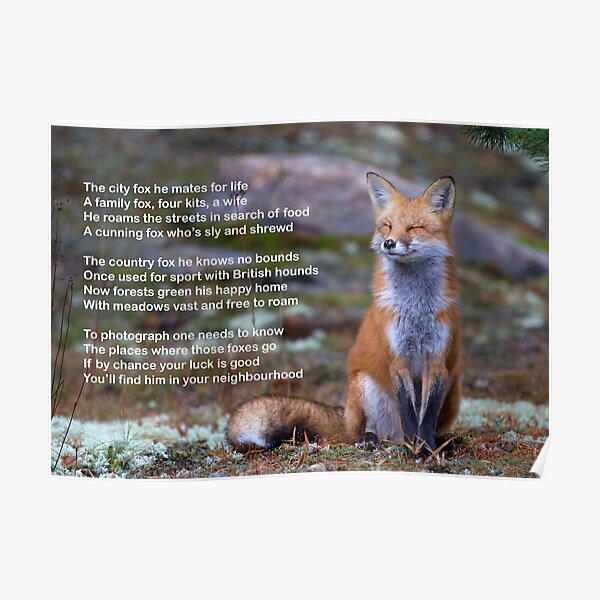 "A Red Fox Poem" Poster for Sale by darby8 | Redbubble