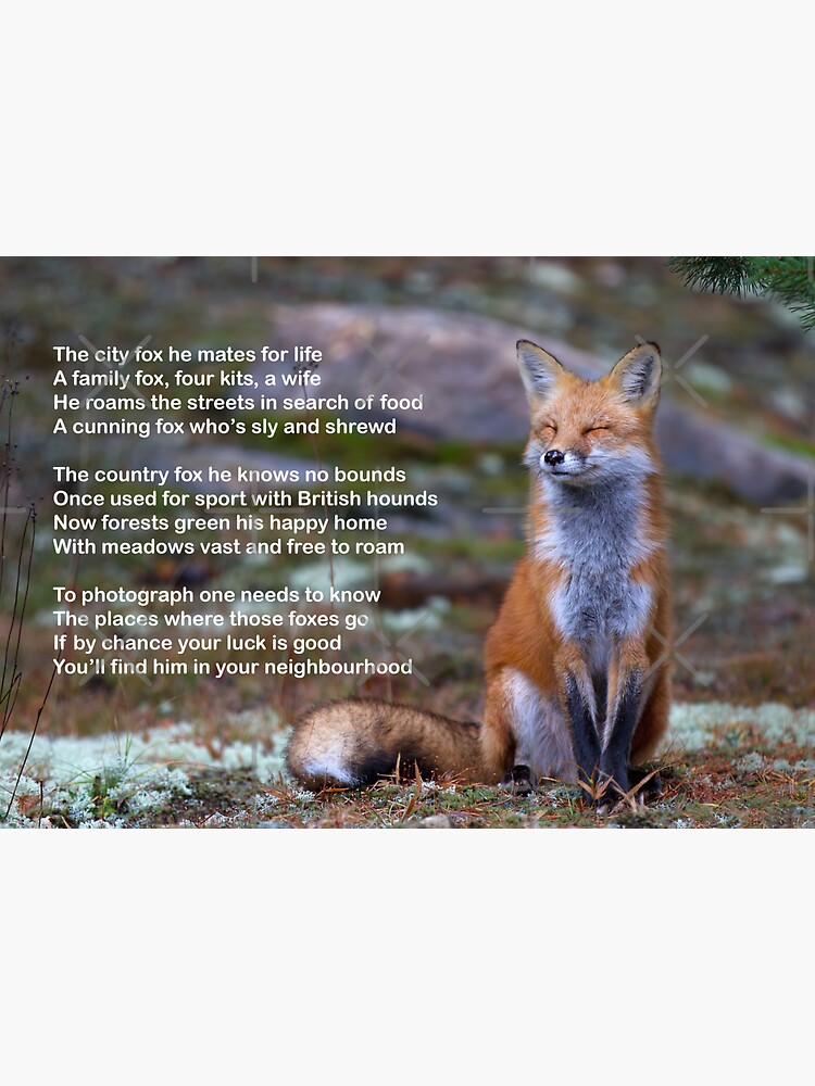 "A Red Fox Poem" Sticker for Sale by James Cumming | Redbubble