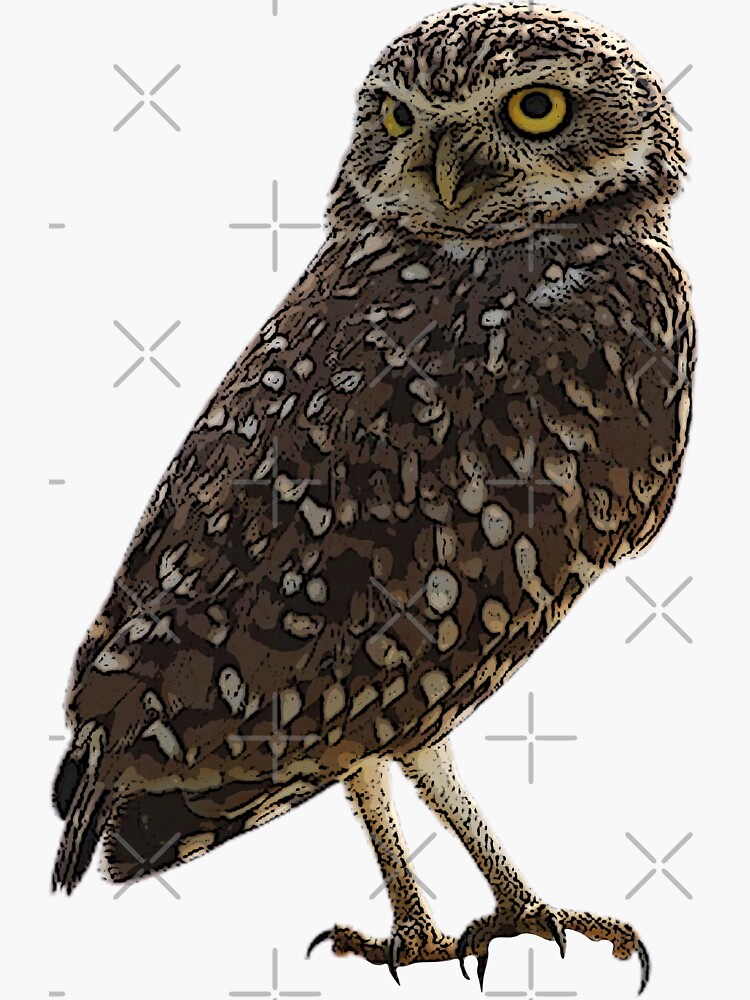 " A Burrowing Owl (Shoco) Color Design Painting Print" Sticker for Sale ...