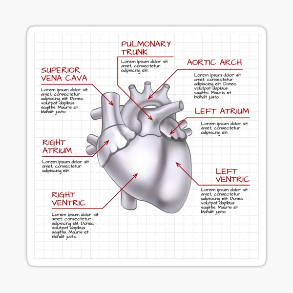 "slicing heart document" Sticker for Sale by EBIISA-ART | Redbubble