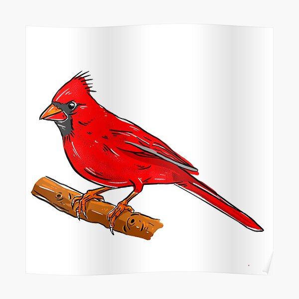 "Cardinal bird illustration " Poster for Sale by adwar | Redbubble