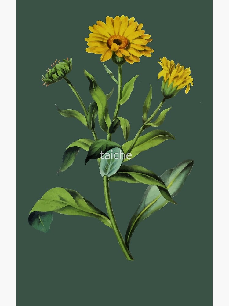 "Calendula officinalis Botanical Art Vector Cut Out" Art Print for Sale ...