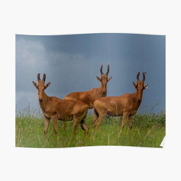 "Antelopes in the Wild" Poster for Sale by oriascher | Redbubble