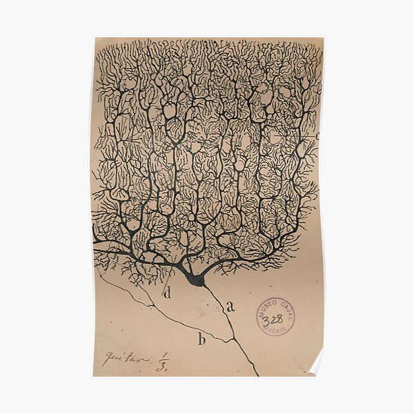 "Neuron Drawing By Santiago Ramon Y Cajal" Poster for Sale by ...