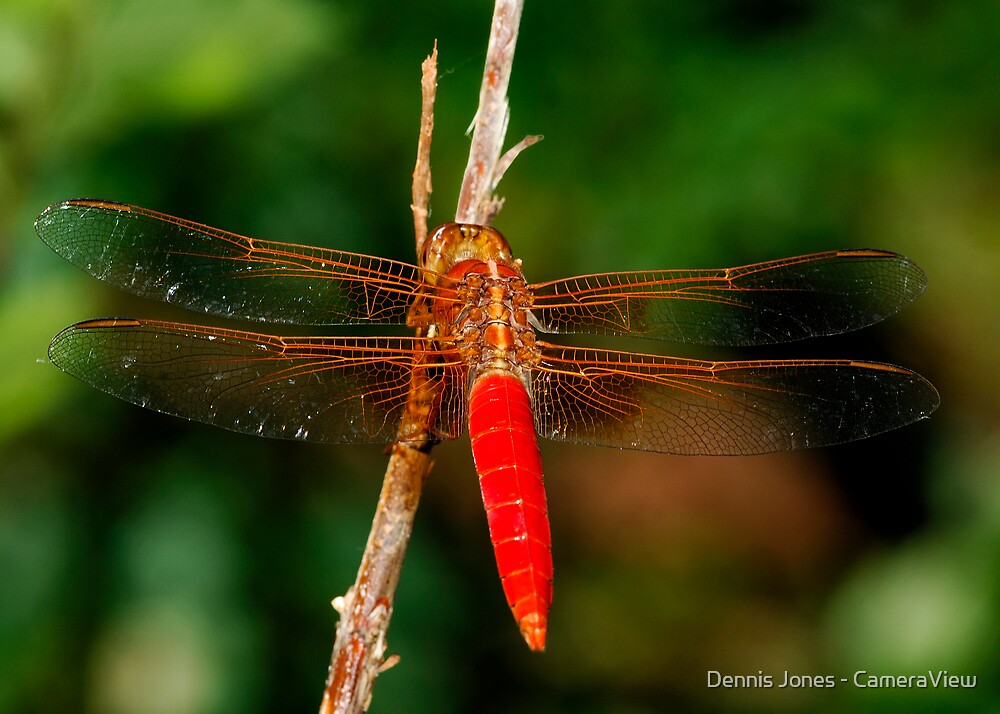 « 2008 Big Red - - libellula croceipennis (Neon Skimmer dragonfly ...