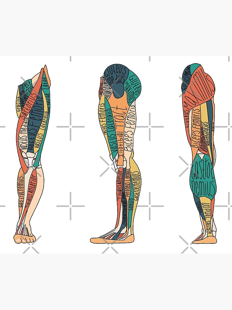 "Labeled Leg Muscle Anatomy " Poster for Sale by KatherineWinner ...