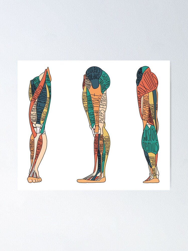 "Labeled Leg Muscle Anatomy " Poster for Sale by KatherineWinner ...