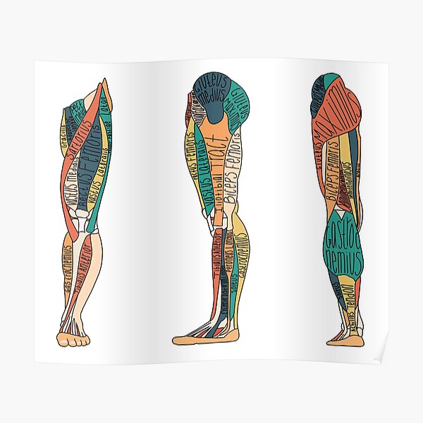 "Labeled Leg Muscle Anatomy " Poster for Sale by KatherineWinner ...