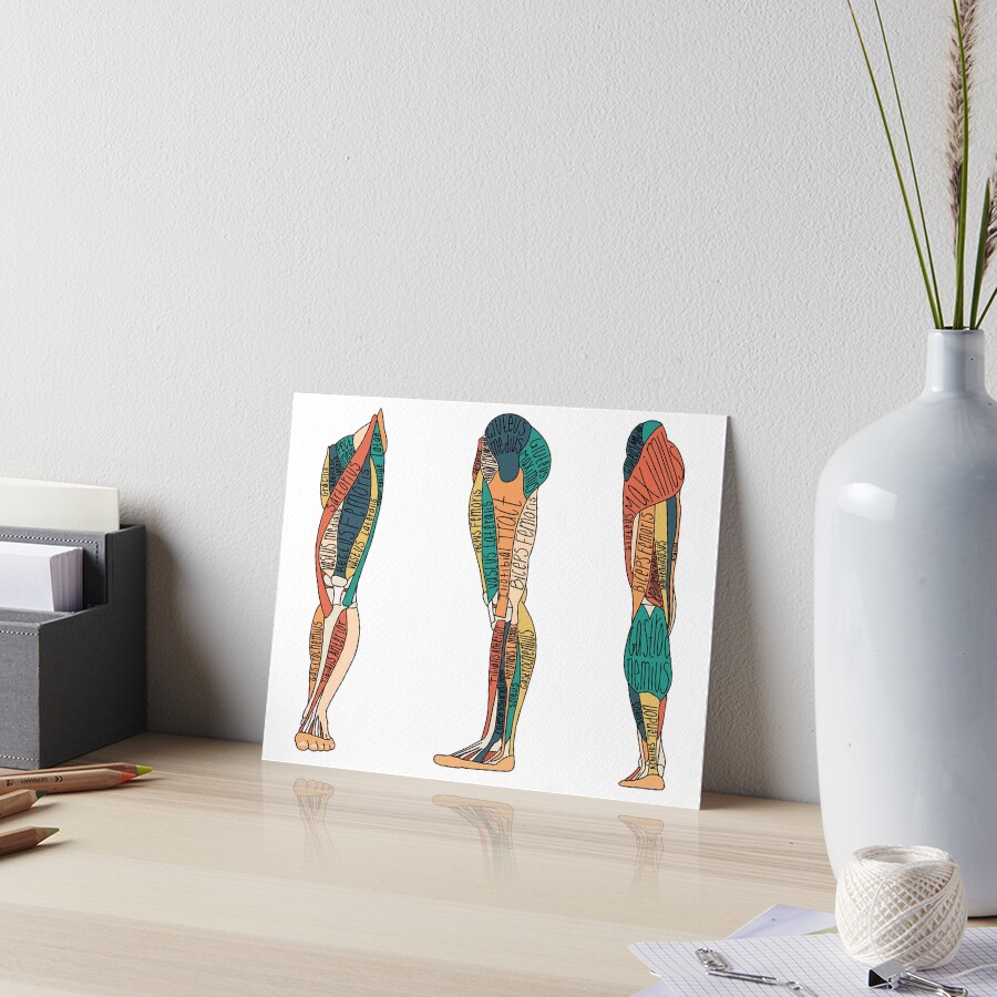 "Labeled Leg Muscle Anatomy " Poster for Sale by KatherineWinner ...