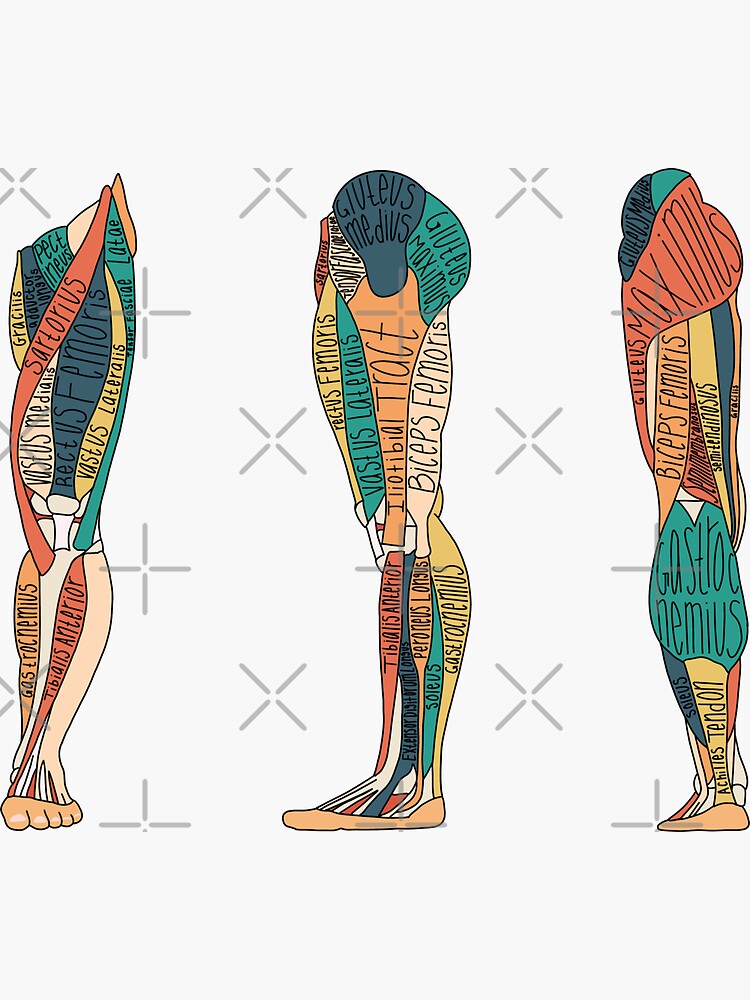 "Labeled Leg Muscle Anatomy " Sticker for Sale by KatherineWinner ...
